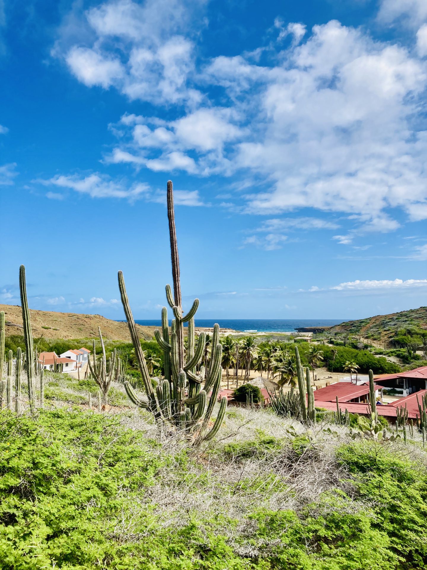 Aruba – Arikok Nationalpark – Kobel